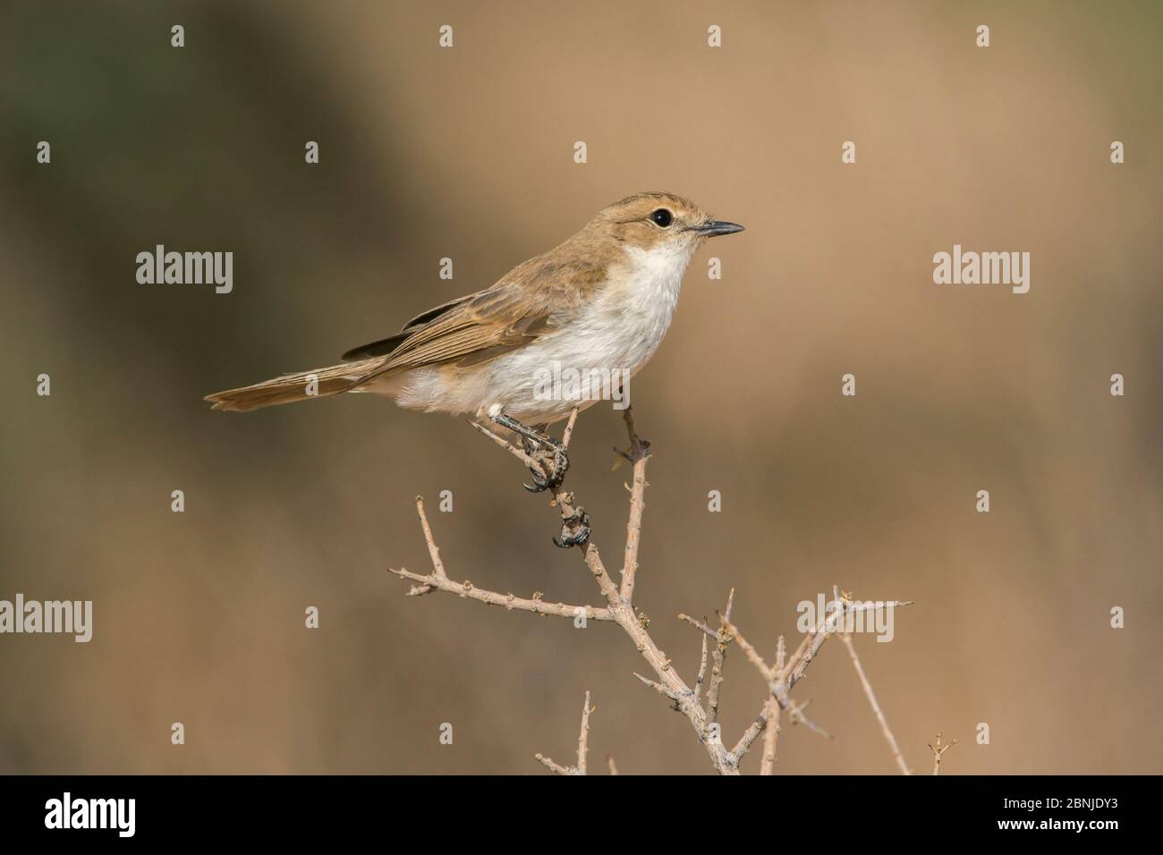 Marico flycatcher (Bradornis mariquensis) Kgalagadi Transfrontier Park ...