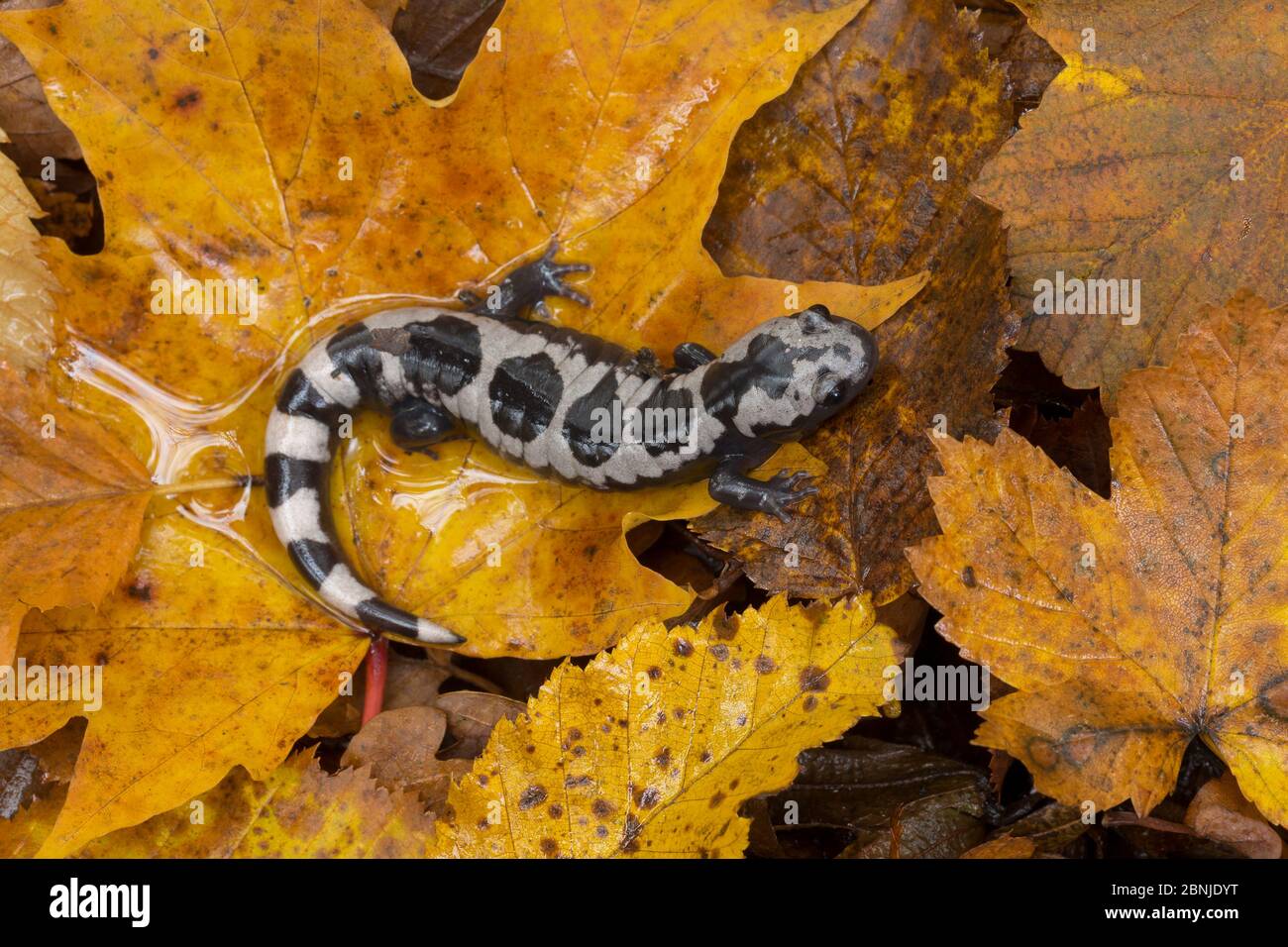 Marbled salamander (Ambystoma opacum) native to North America, captive ...