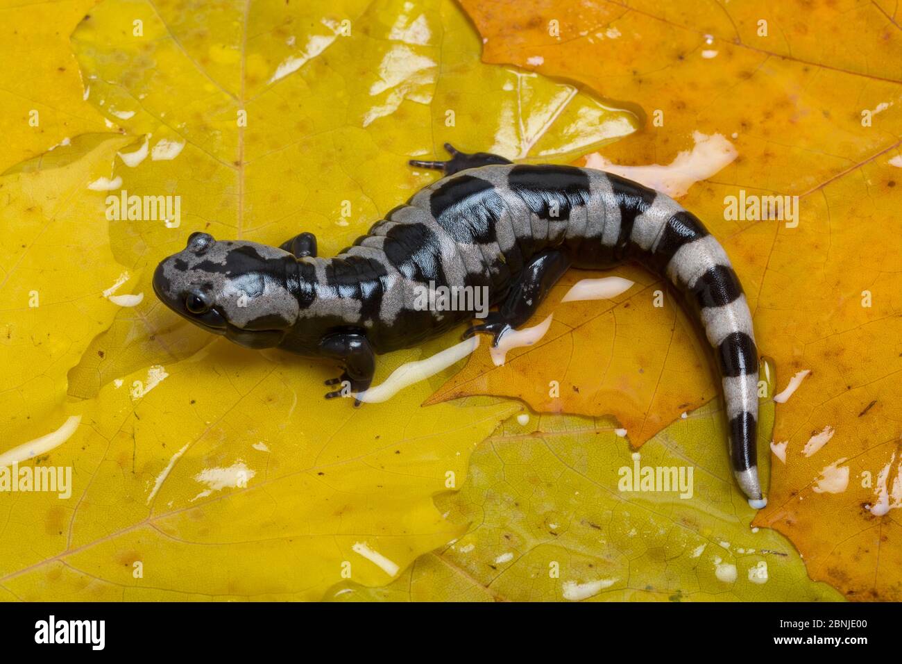 Marbled salamander (Ambystoma opacum) native to North America, captive ...