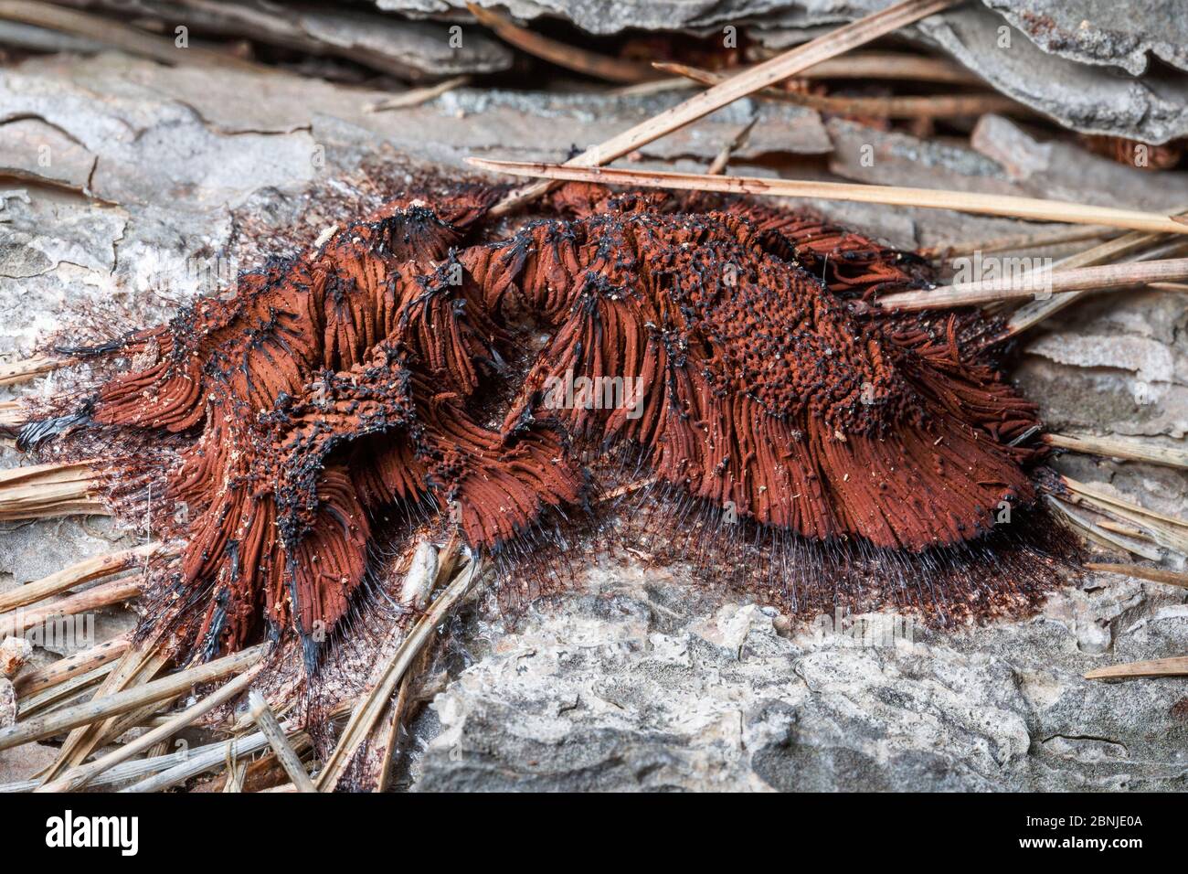 Chocolate tube slime mould (Stemonitis axifera) growing on felled pine ...