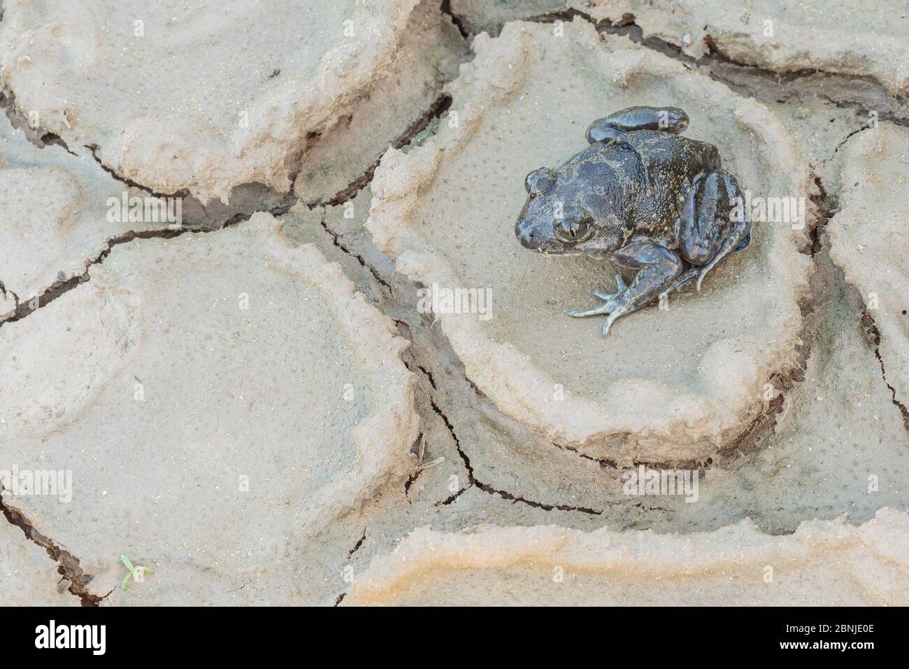 Pelobates cultripes hi-res stock photography and images - Alamy