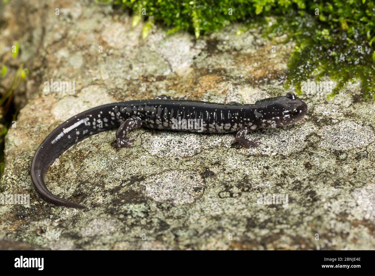 Slimy salamander hi-res stock photography and images - Alamy