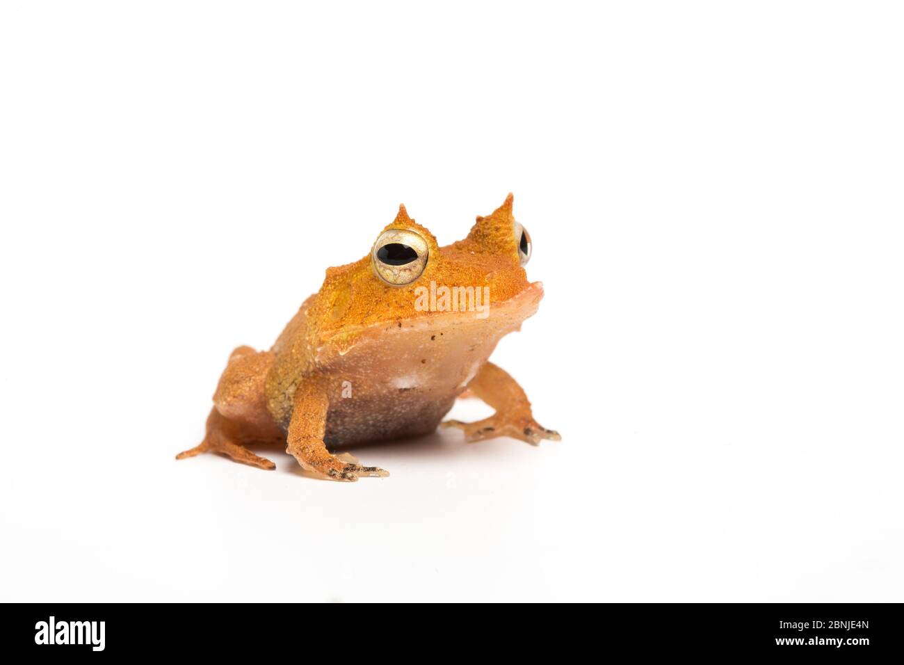 Ceratobatrachidae hi-res stock photography and images - Alamy