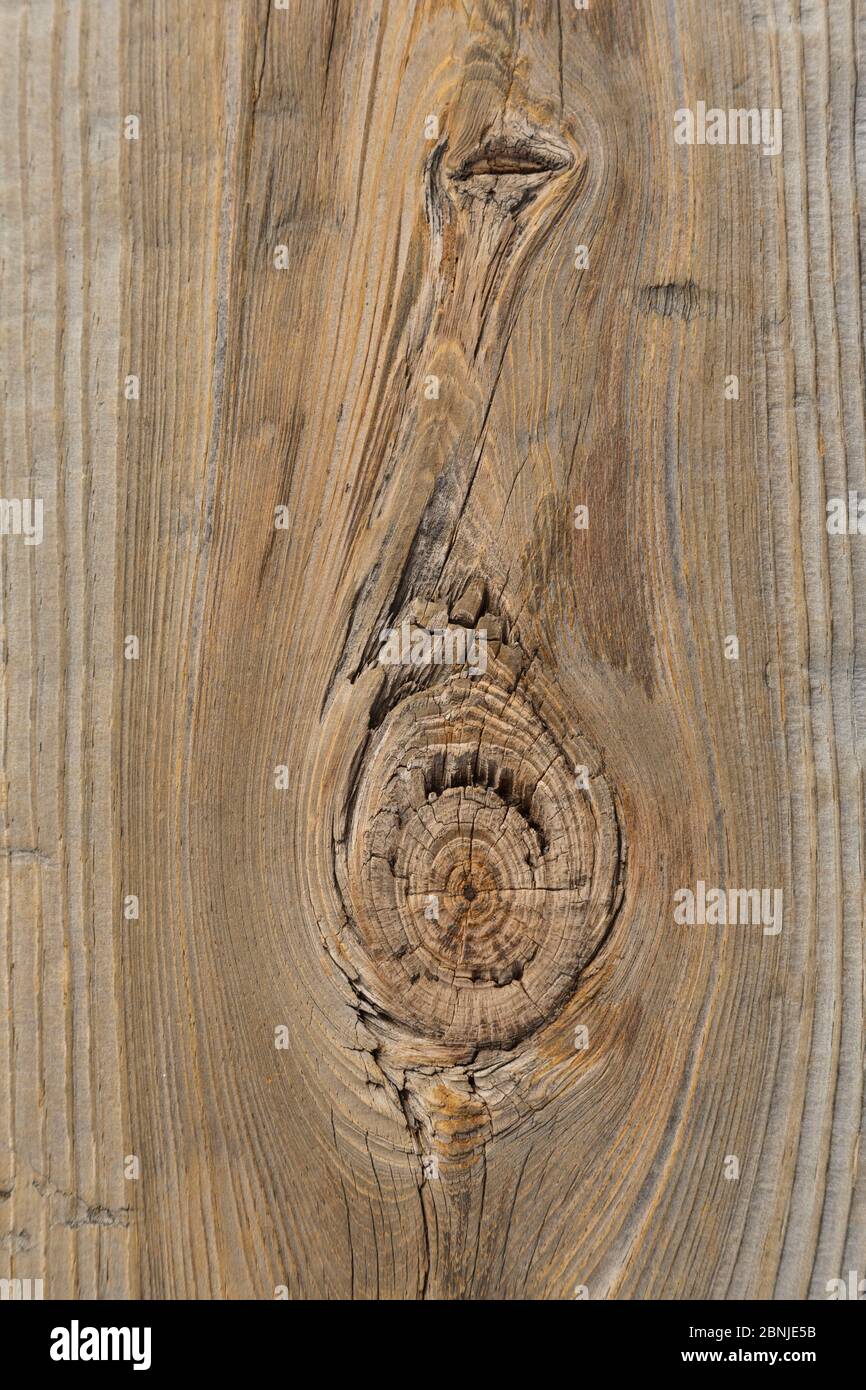Knot in planed and weathered wood, Canary Islands, Spain Stock Photo ...
