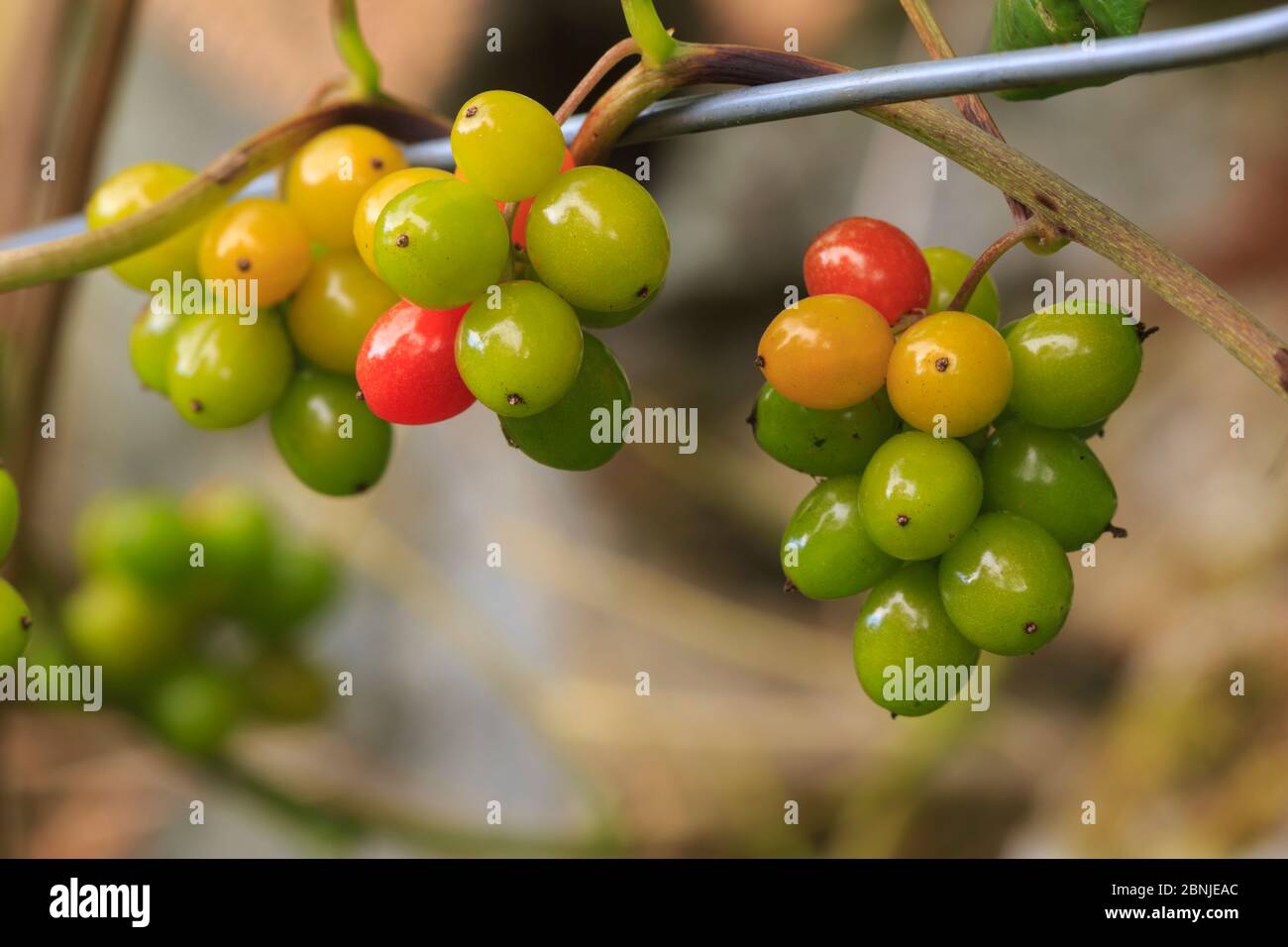 Dioscorea canariensis hi-res stock photography and images - Alamy