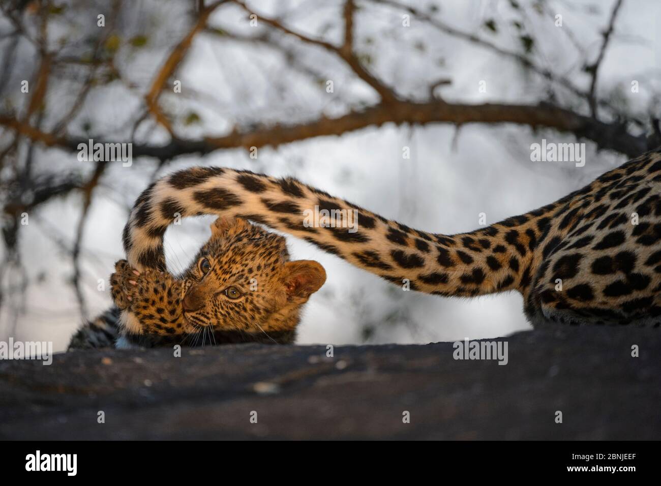 Leopards tail hi-res stock photography and images - Alamy