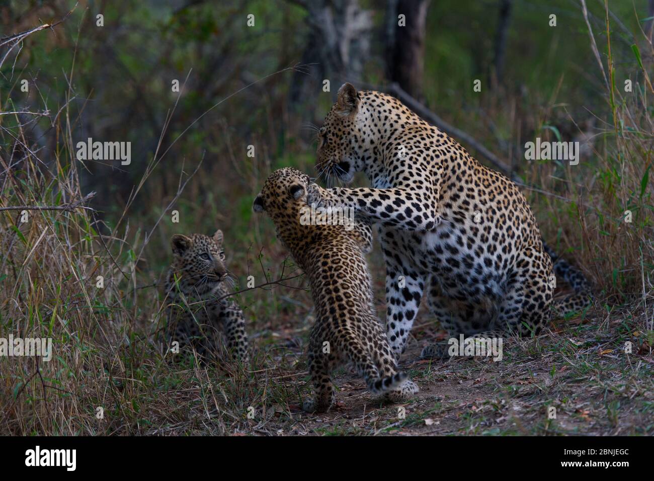 Leopard (Panthera pardus) mother and cub play fighting, Londolozi ...