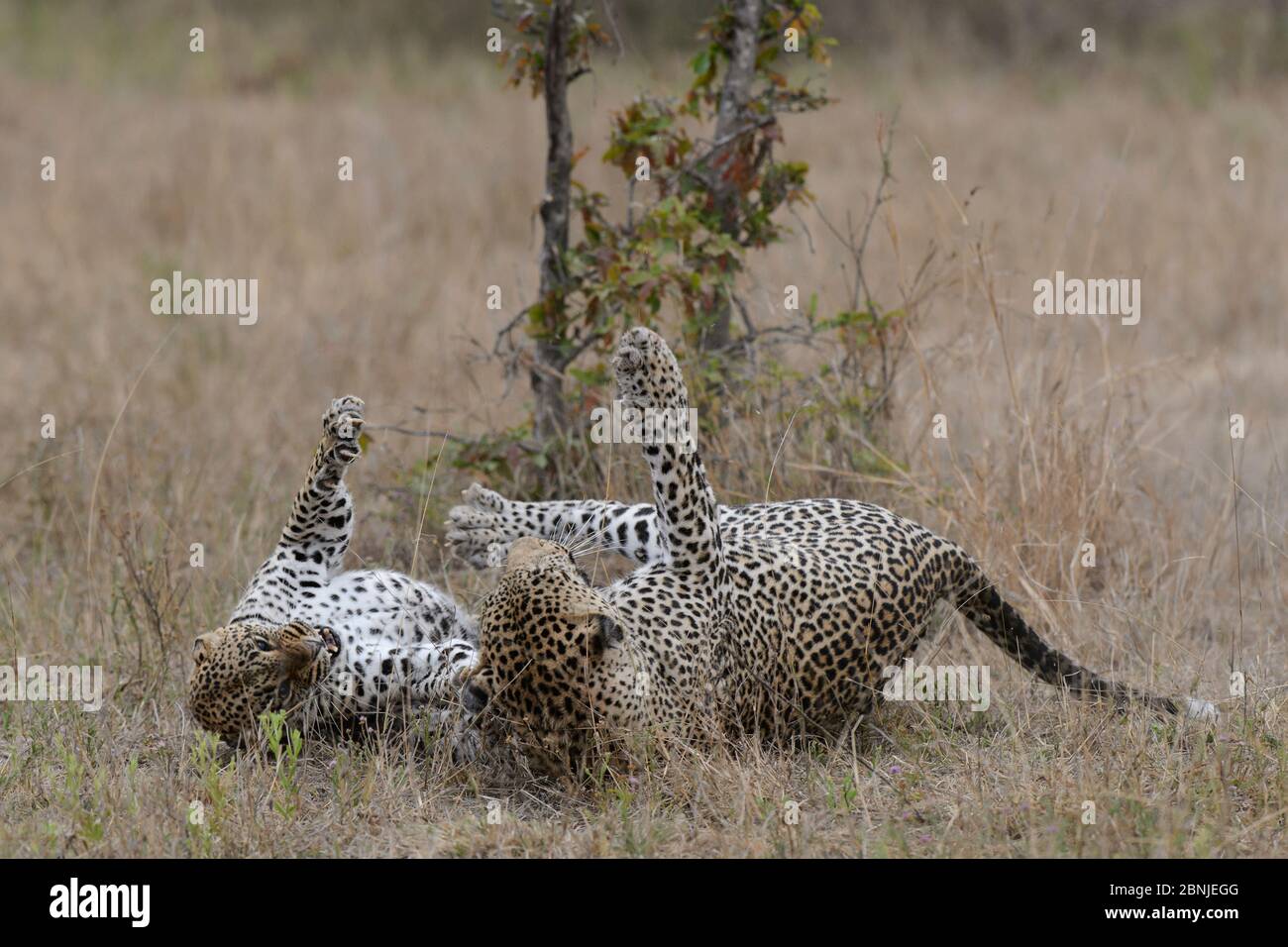Leopards (Panthera pardus) two play fighting, Londolozi Private Game ...