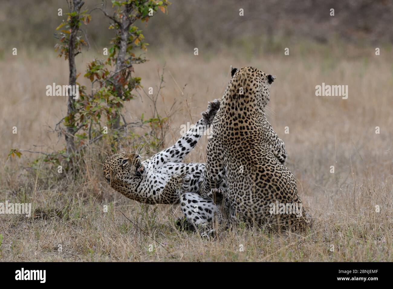 Leopards Panthera Pardus Fighting High Resolution Stock Photography and ...