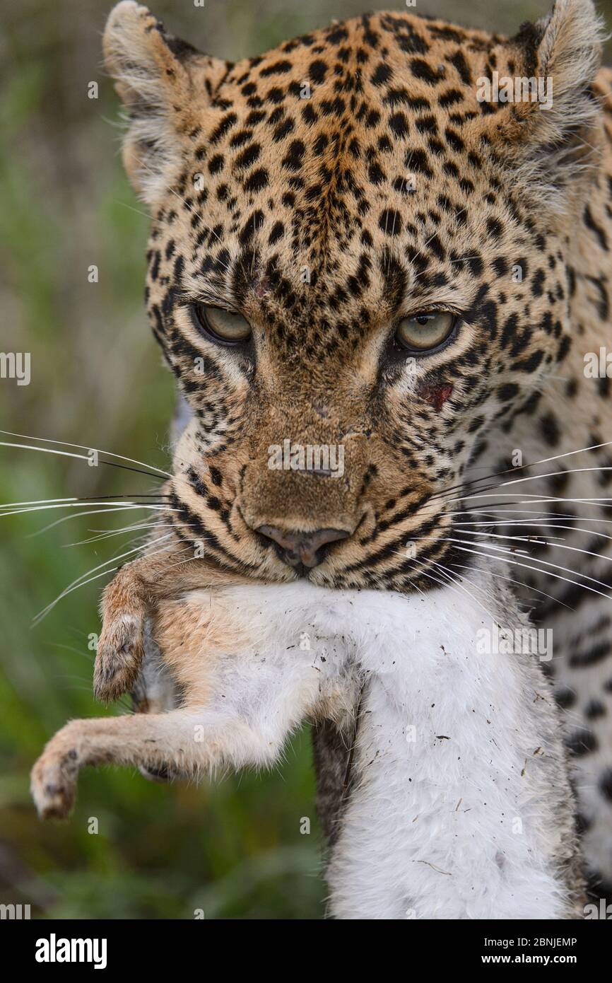 Leopard (Panthera pardus) with hare prey, Londolozi Private Game ...