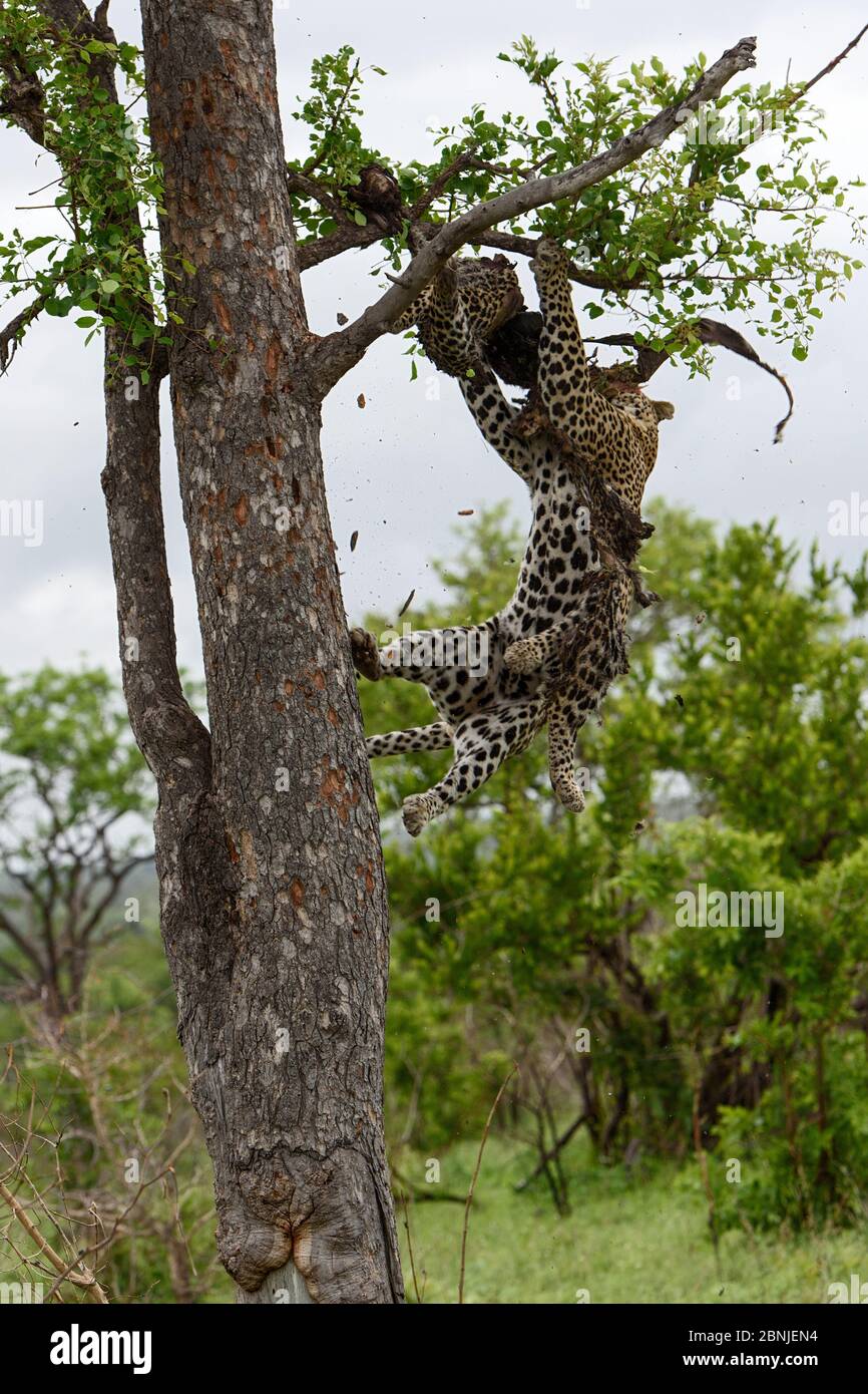 Leopard (Panthera pardus) falling out of tree with another dead leopard ...