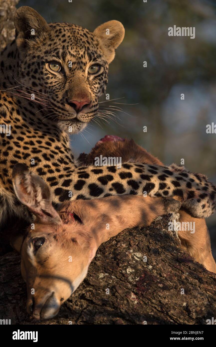 Blood and sand hi-res stock photography and images - Alamy