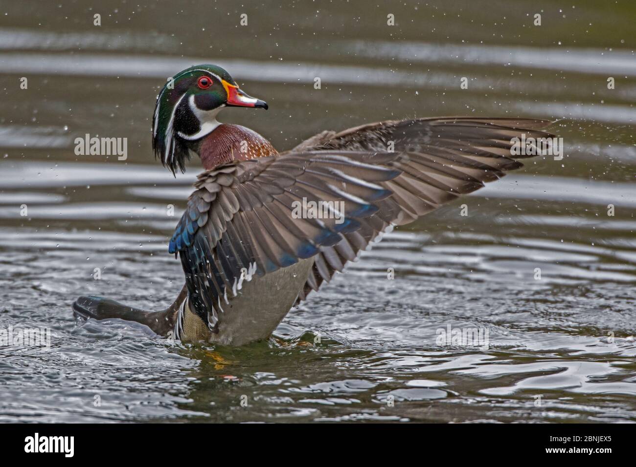 Wood duck (Aix sponsa) male in breeding plumage with wings stretched ...