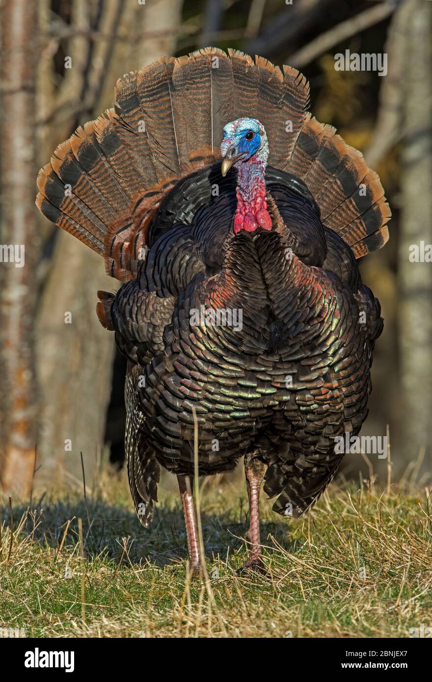 Wild turkey (Meleagris gallopavo) in mating display. Acadia National ...