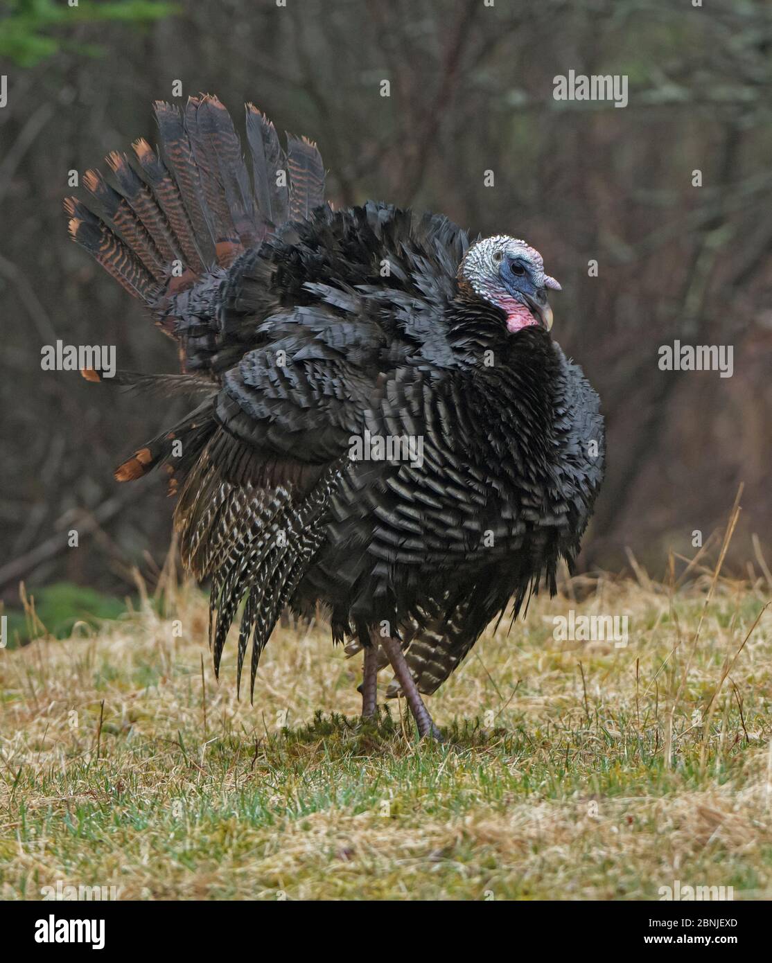 Turkey mating display hi-res stock photography and images - Alamy