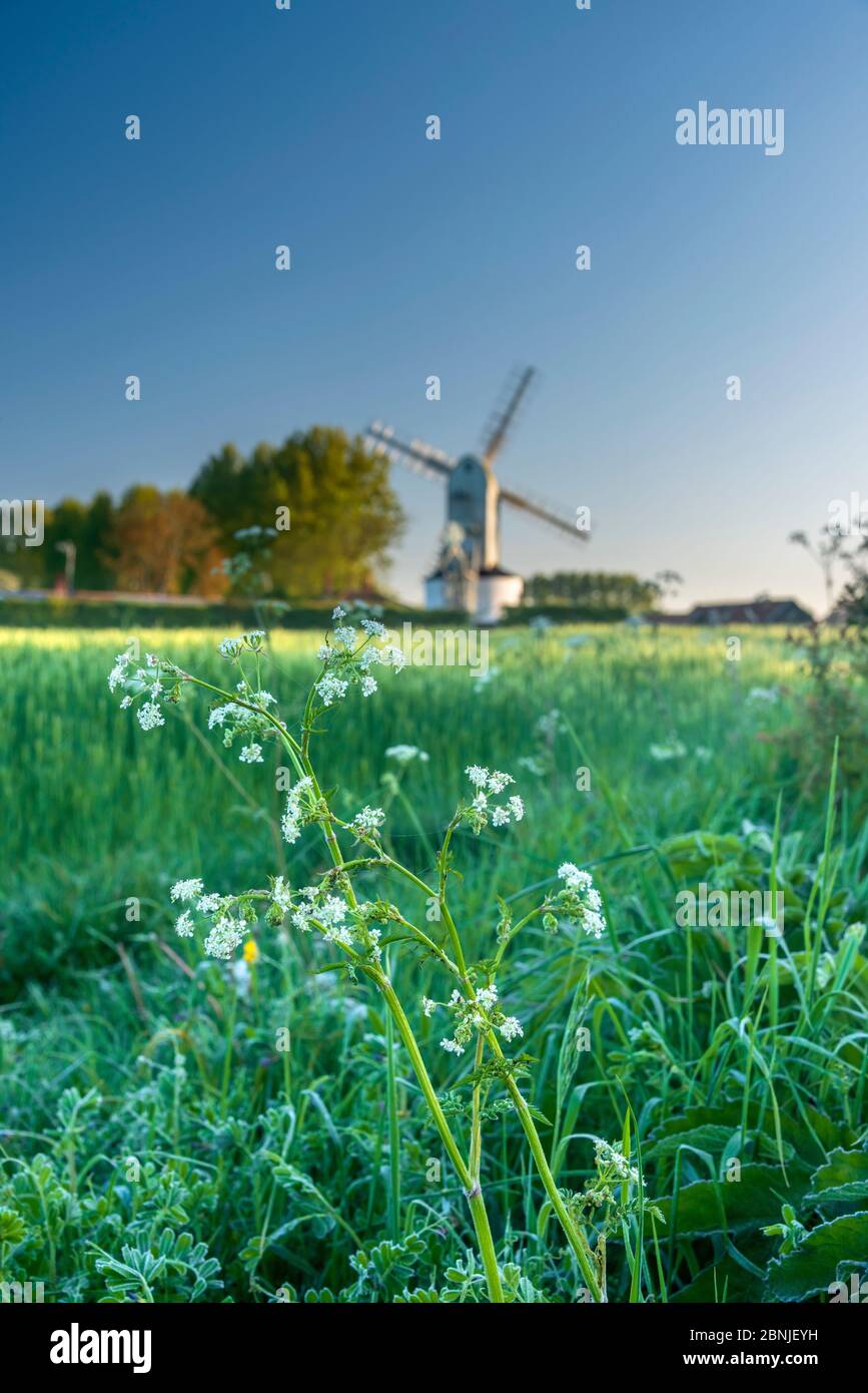 The green windmill hi-res stock photography and images - Alamy