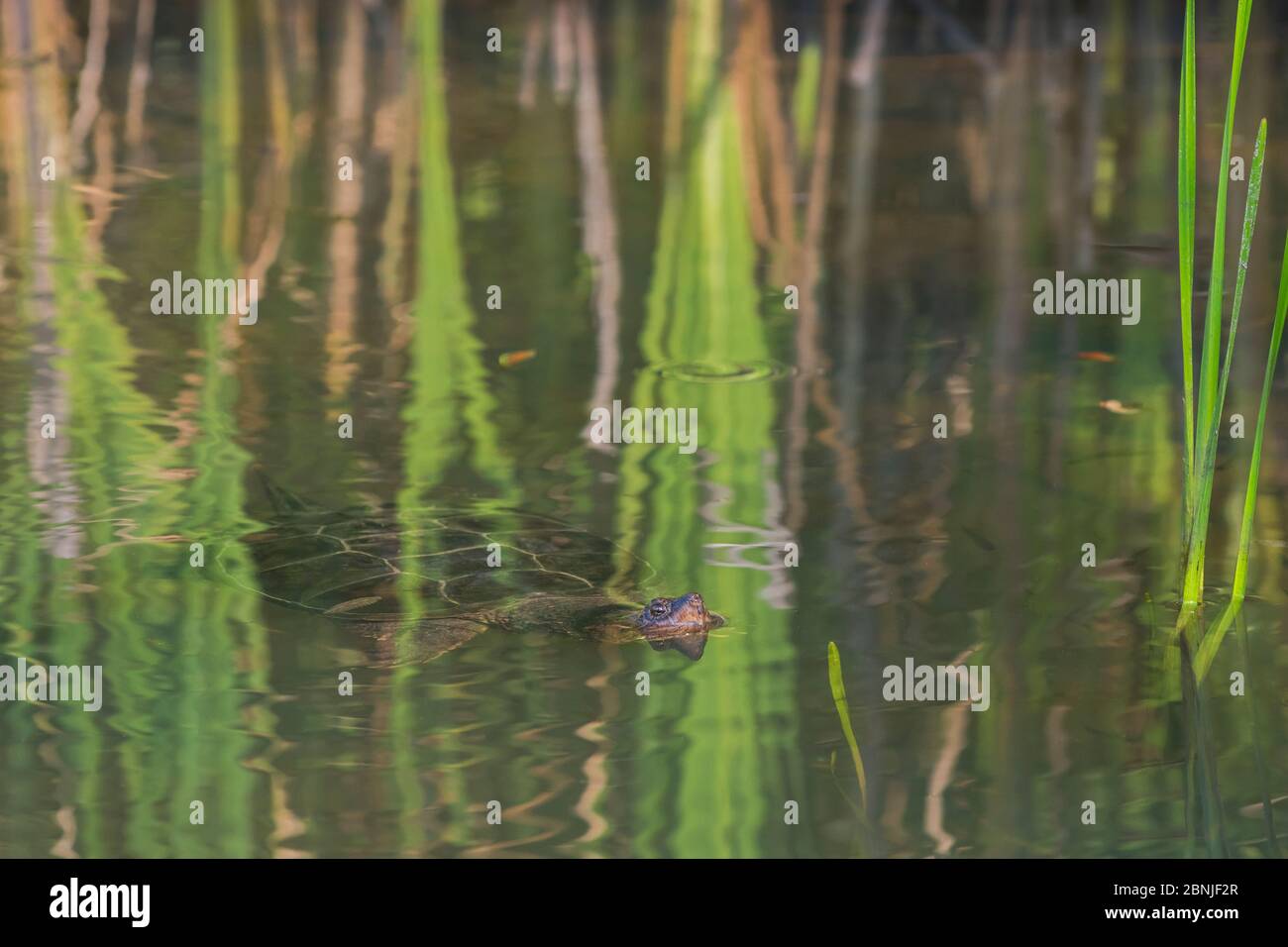 Snapping turtle (Chelydra serpentina) in water, Acadia National Park ...