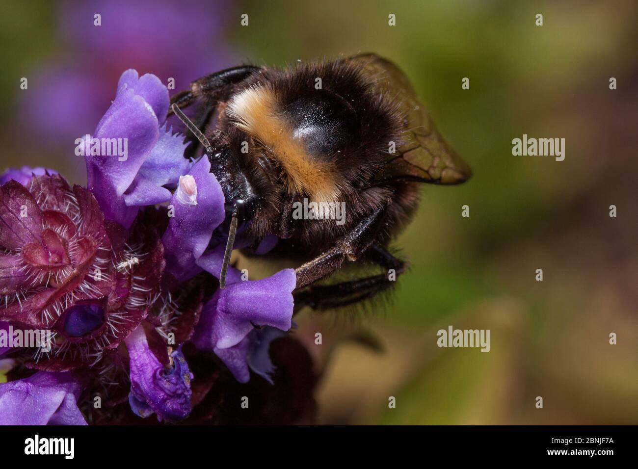 Bumblebee is gathering pollen from prunella vulgaris. Animals in ...
