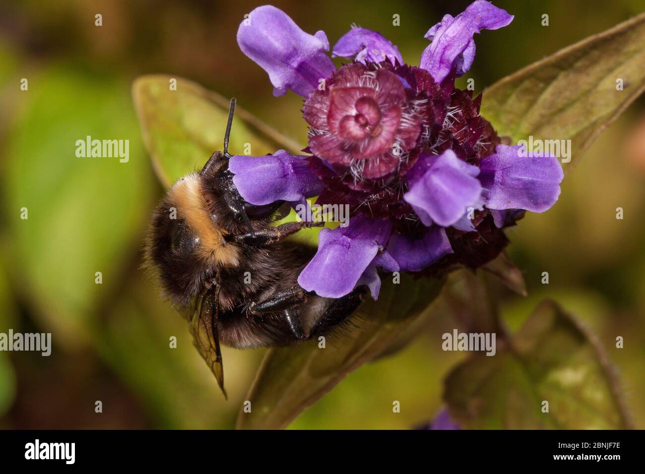 Bumblebee is gathering nectar from prunella vulgaris. Animals in ...