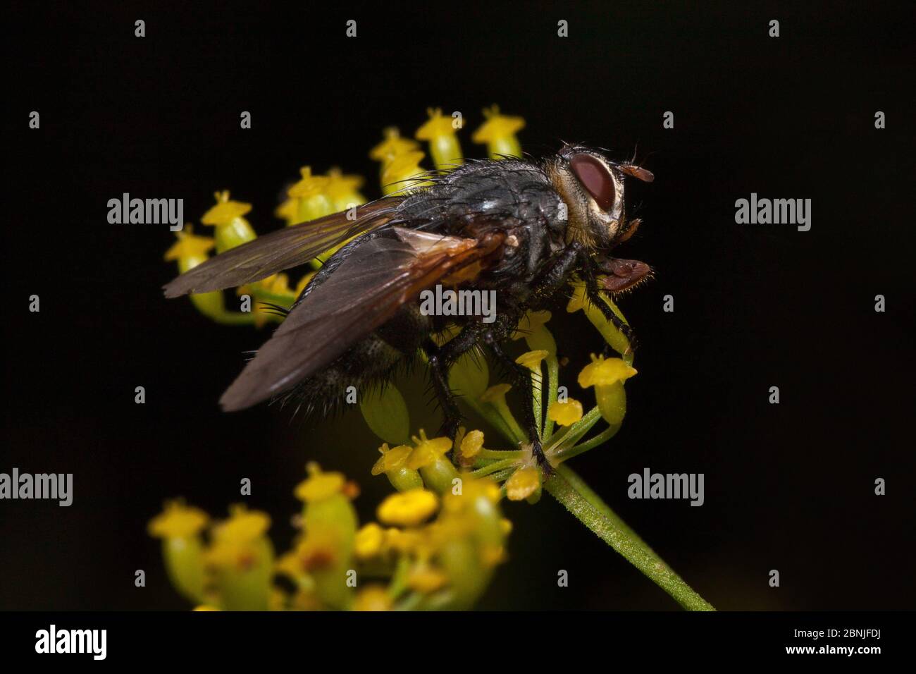 Housefly Leg High Resolution Stock Photography and Images - Alamy