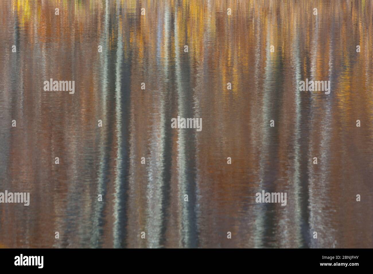 Quercus in the united states hi-res stock photography and images - Alamy