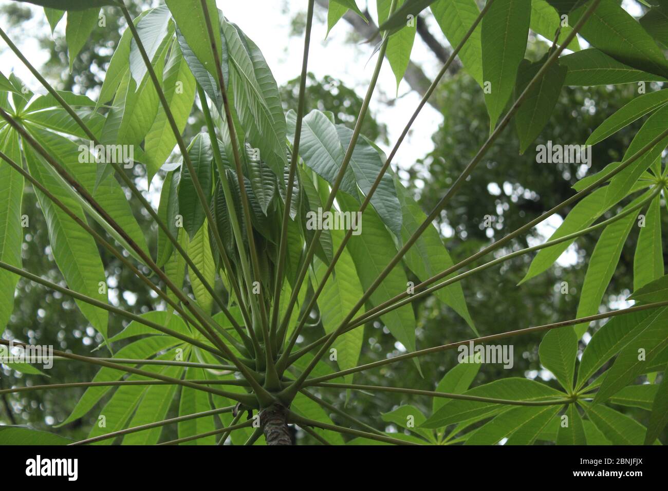 Neem trees hi-res stock photography and images - Alamy