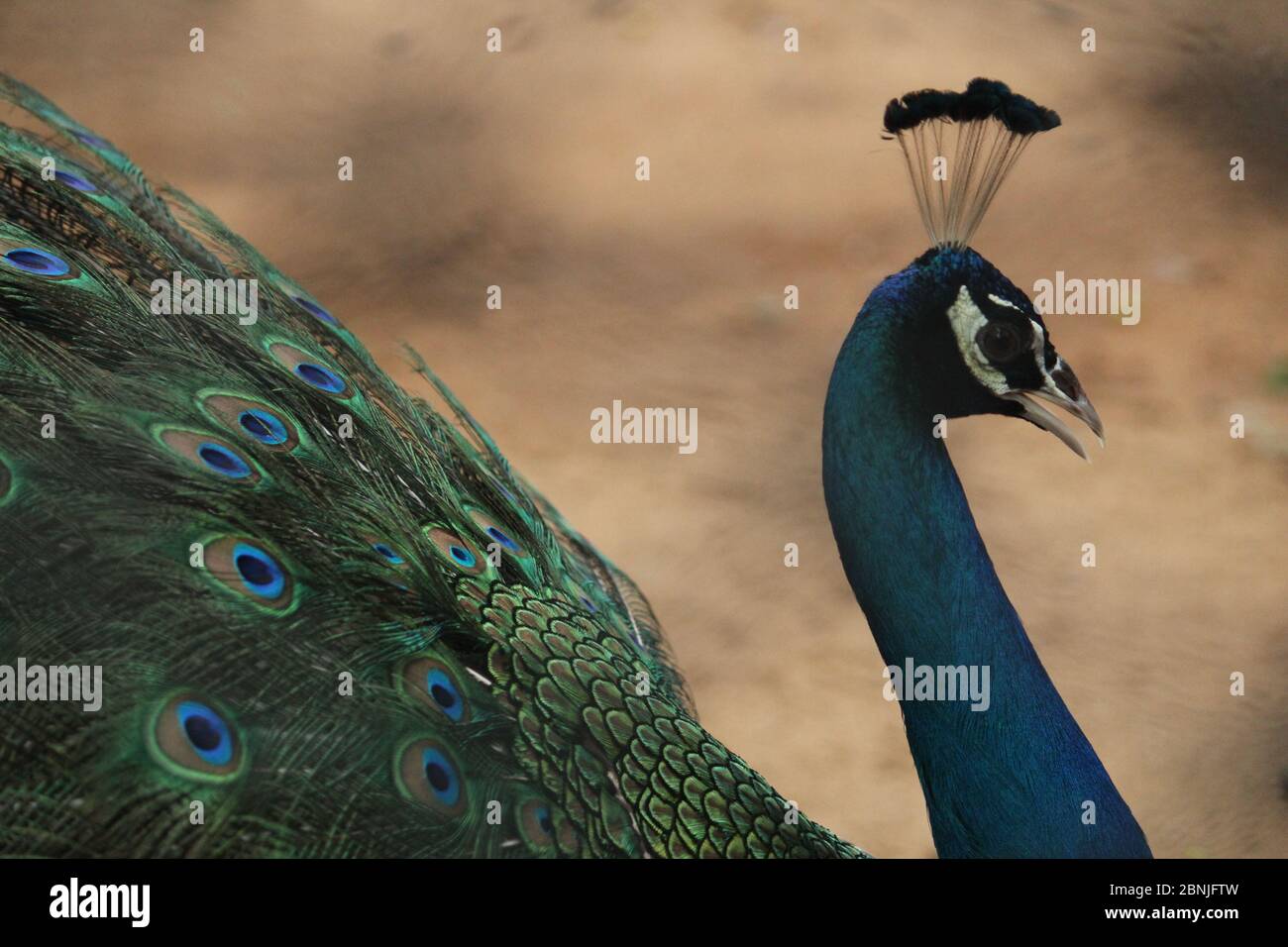 Tamil national bird hi-res stock photography and images - Alamy