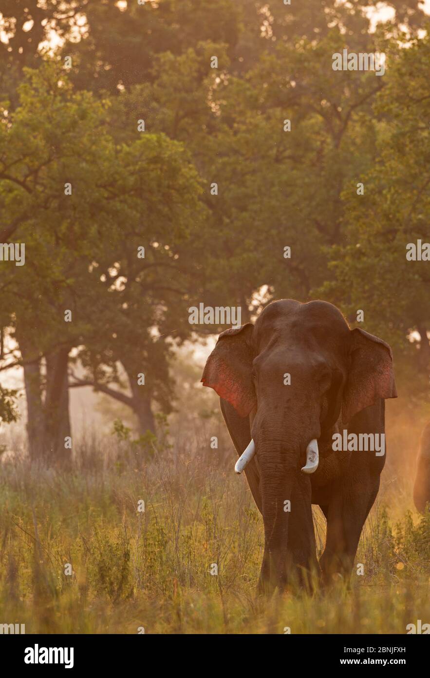 Asiatic elephant (Elephas maximus) male in musth at dawn . Jim Corbett ...