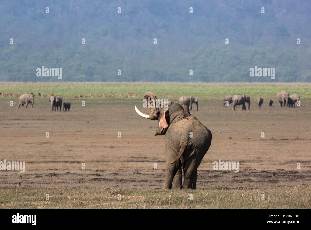 Asiatic elephant (Elephas maximus), male in musth sniffing air ...