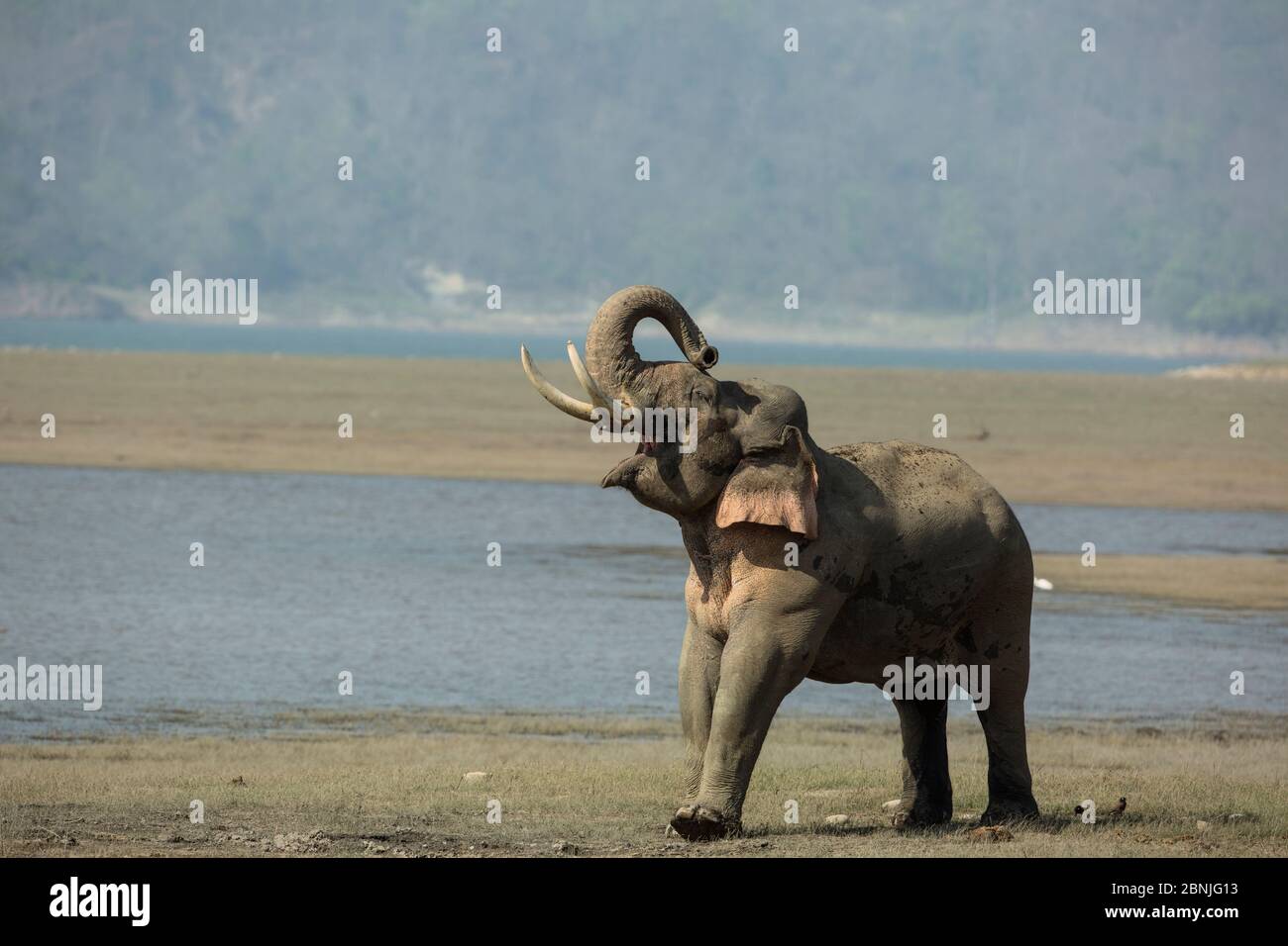 Asiatic elephant (Elephas maximus), male in musth sniffing air, looking ...