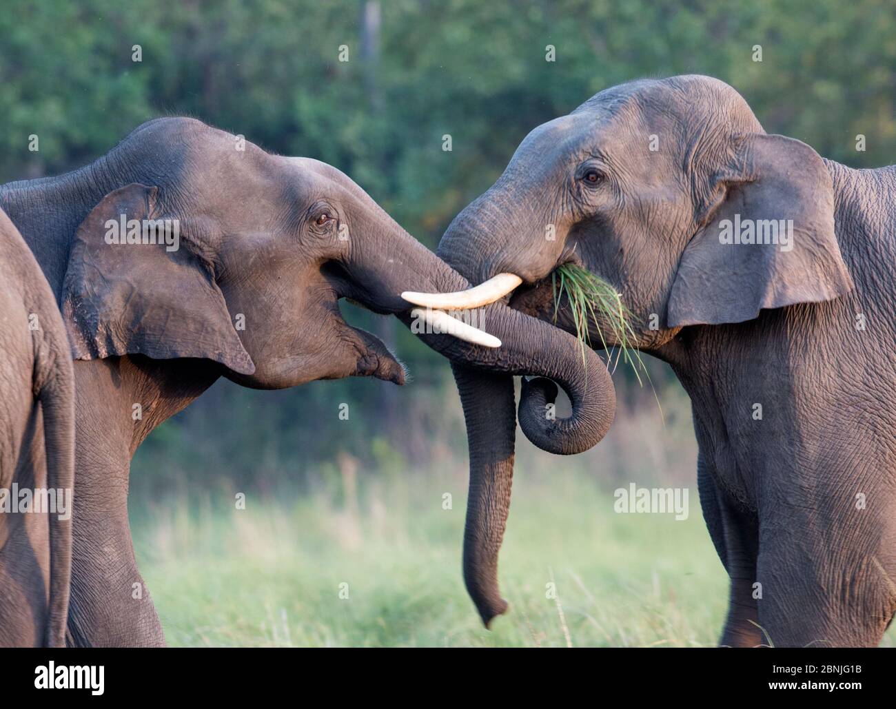 Indian asian elephants sparring hi-res stock photography and images - Alamy