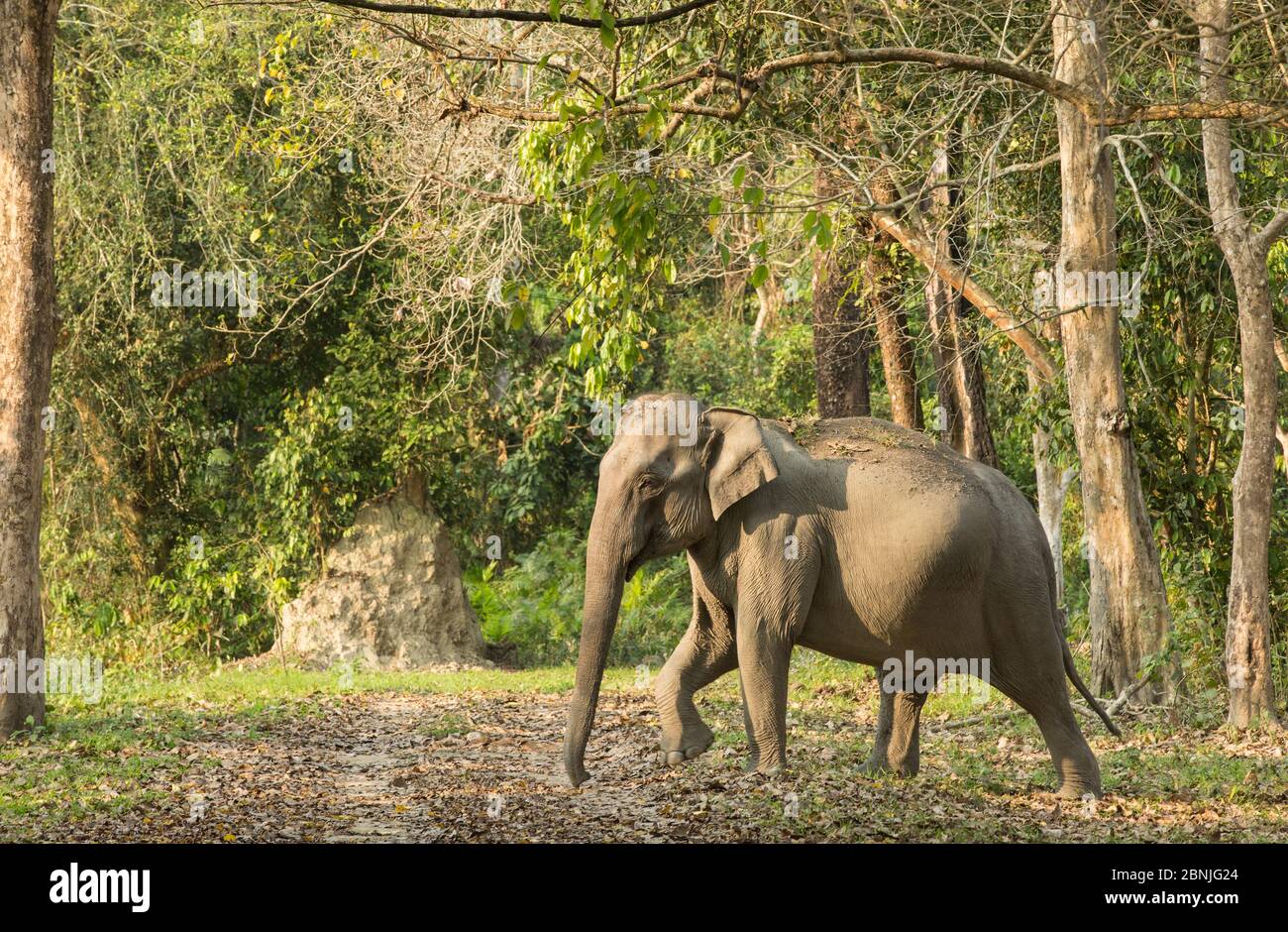 Tropical Dry Forest Elephants