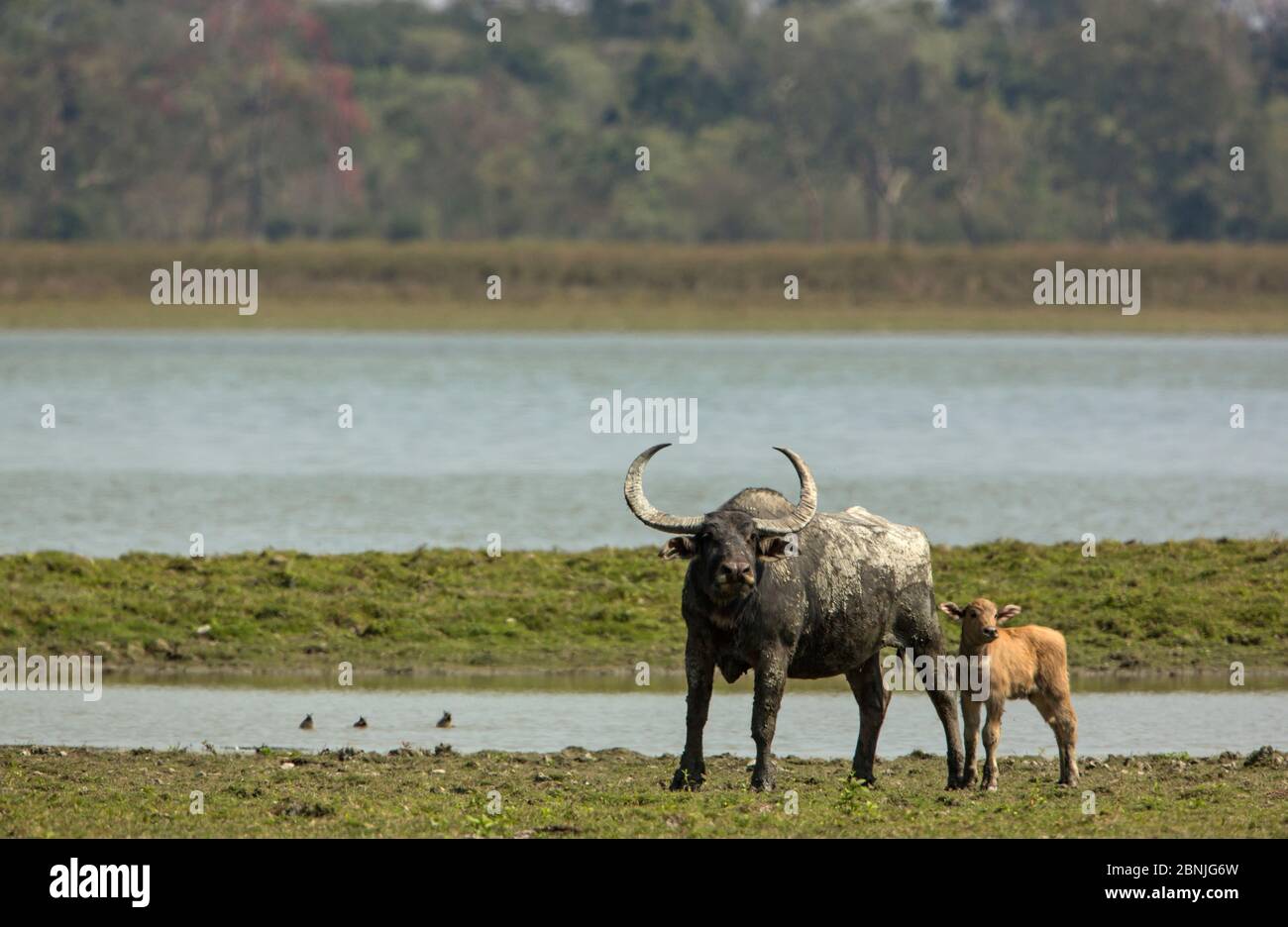 Asiatic wild buffalo (Bubalus arnee), female with young calf. Kaziranga ...