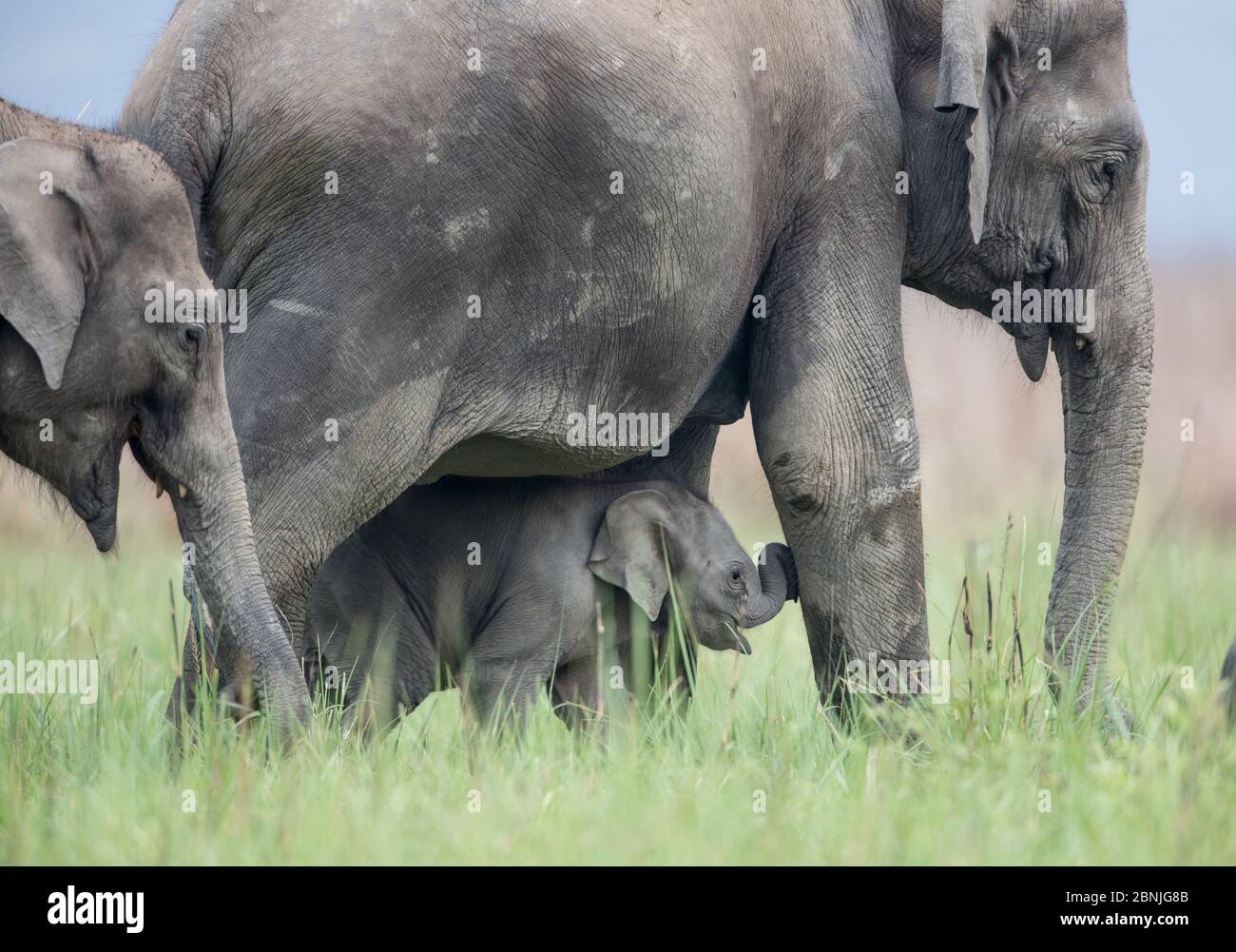 Asiatic elephant (Elephas maximus) few day old calf walking with mother ...
