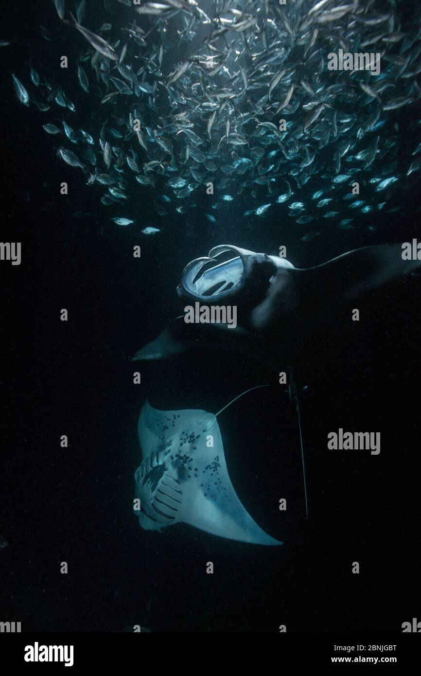 Reef manta ray (Manta alfredi) feeding on plankton attracted by light ...