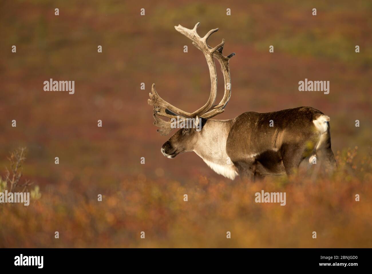 Reindeer side profile hi-res stock photography and images - Alamy