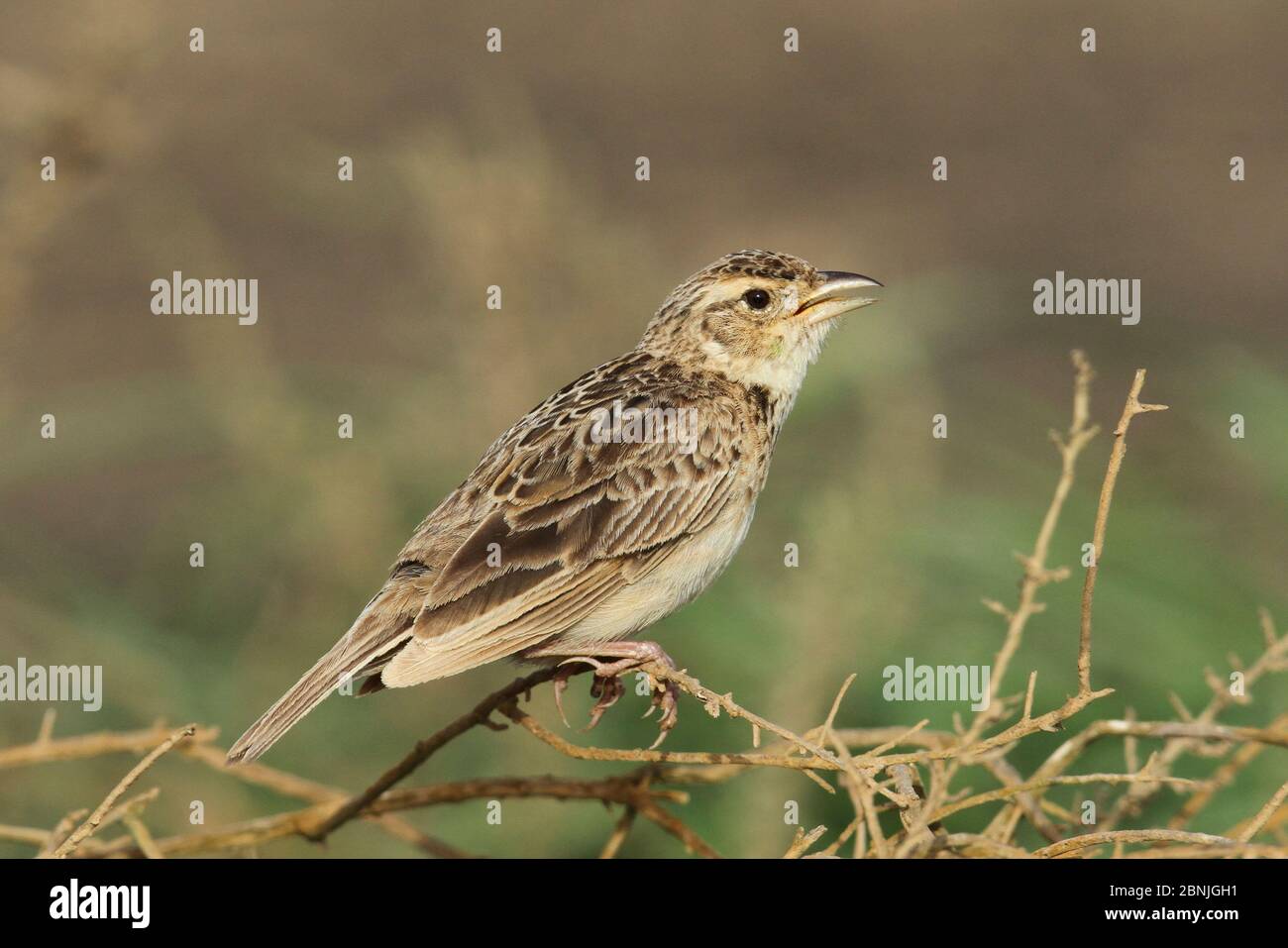 Western singing bushlark hi-res stock photography and images - Alamy