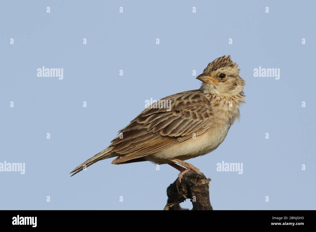 Western singing bushlark hi-res stock photography and images - Alamy