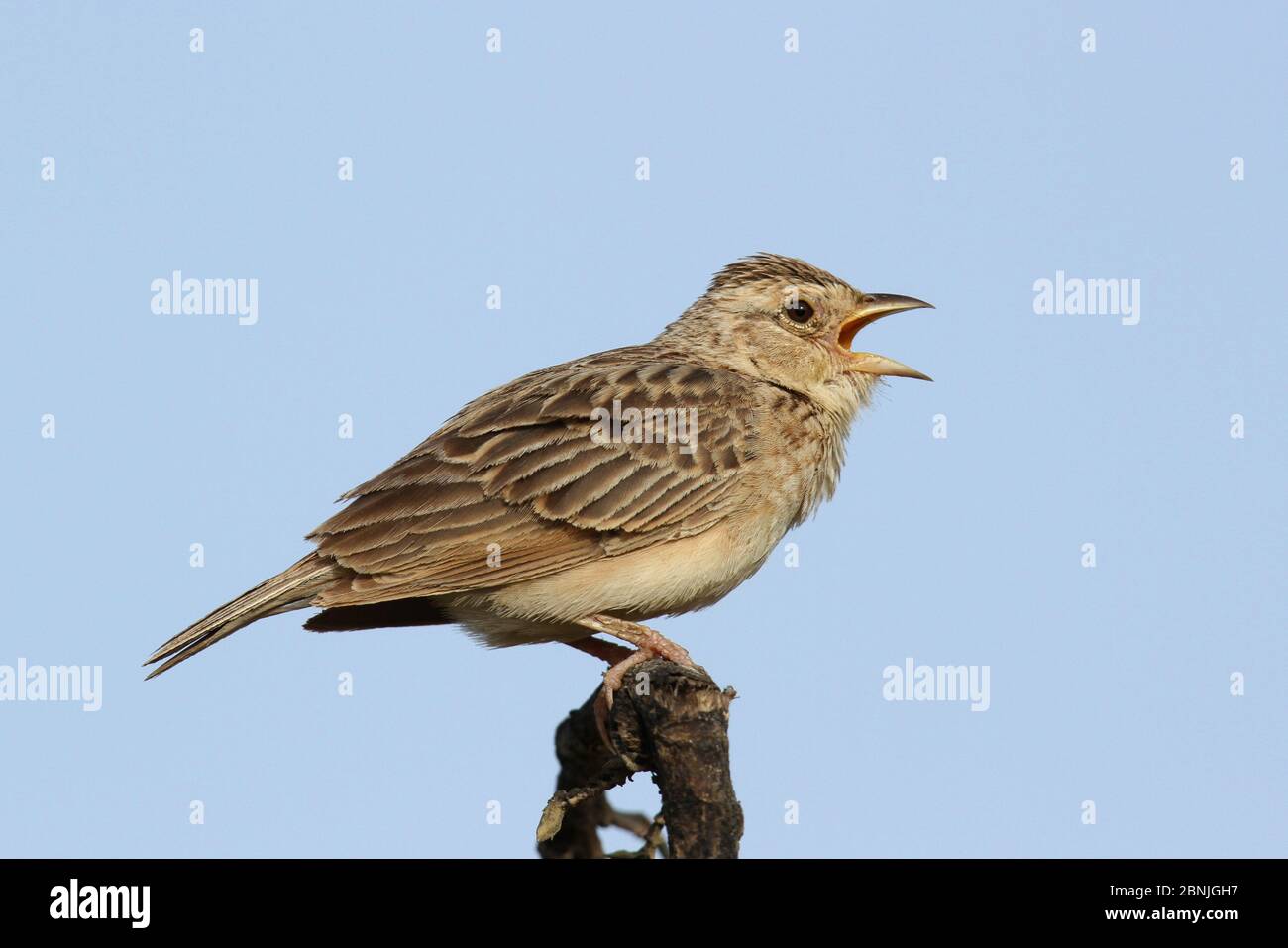 Western singing bushlark hi-res stock photography and images - Alamy