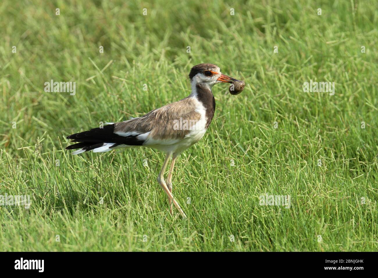 Juvenile red wattled lapwing hi-res stock photography and images - Alamy