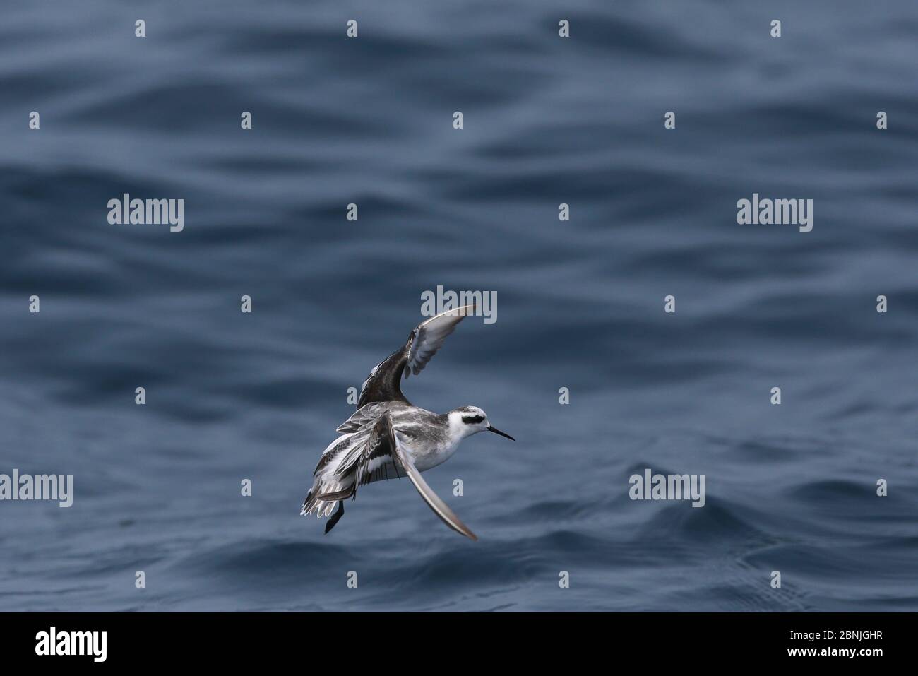 Red necked phalarope (Phalaropus lobatus) in flight over the sea, Oman ...