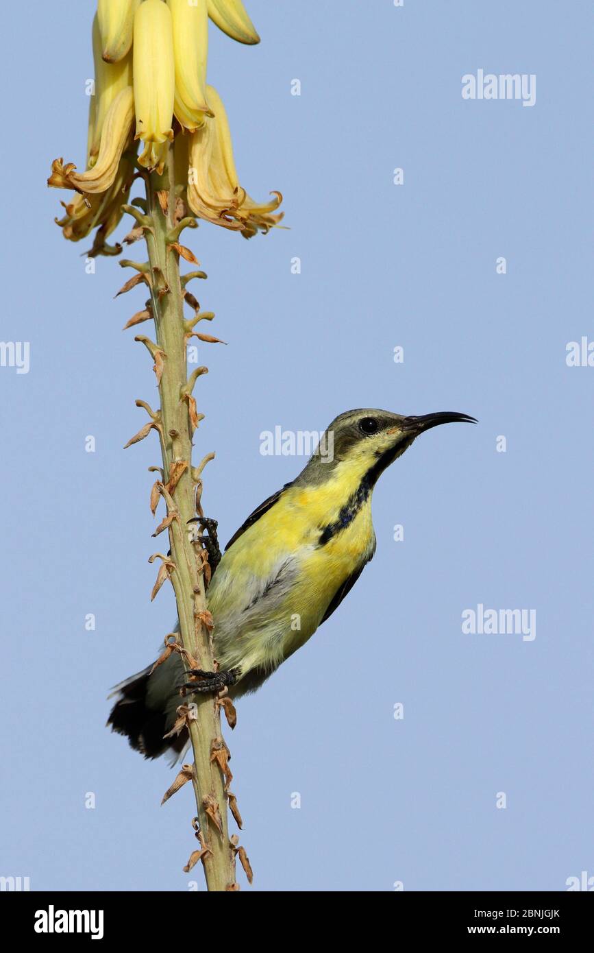 Purple sunbird hi-res stock photography and images - Alamy
