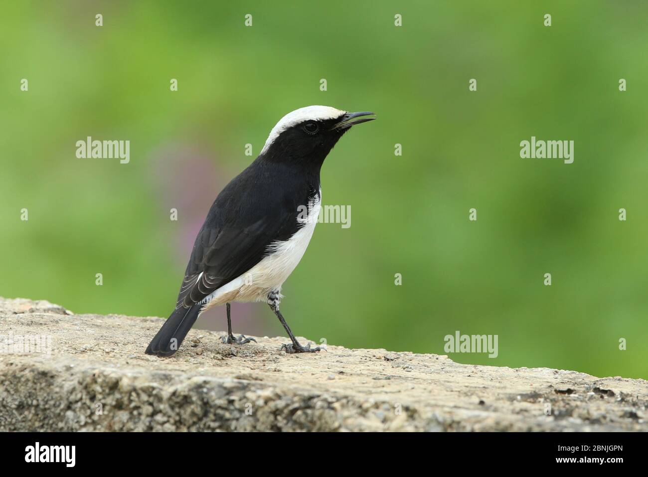 Oenanthe lugens hi-res stock photography and images - Alamy