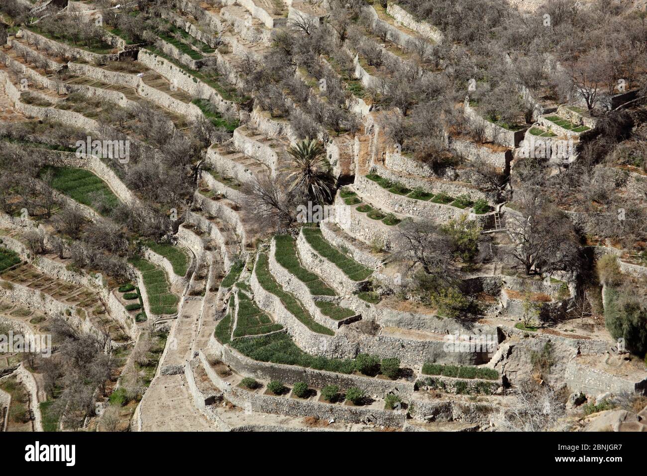 Terraced fields with rose gardens, a popular tourist site in the ...