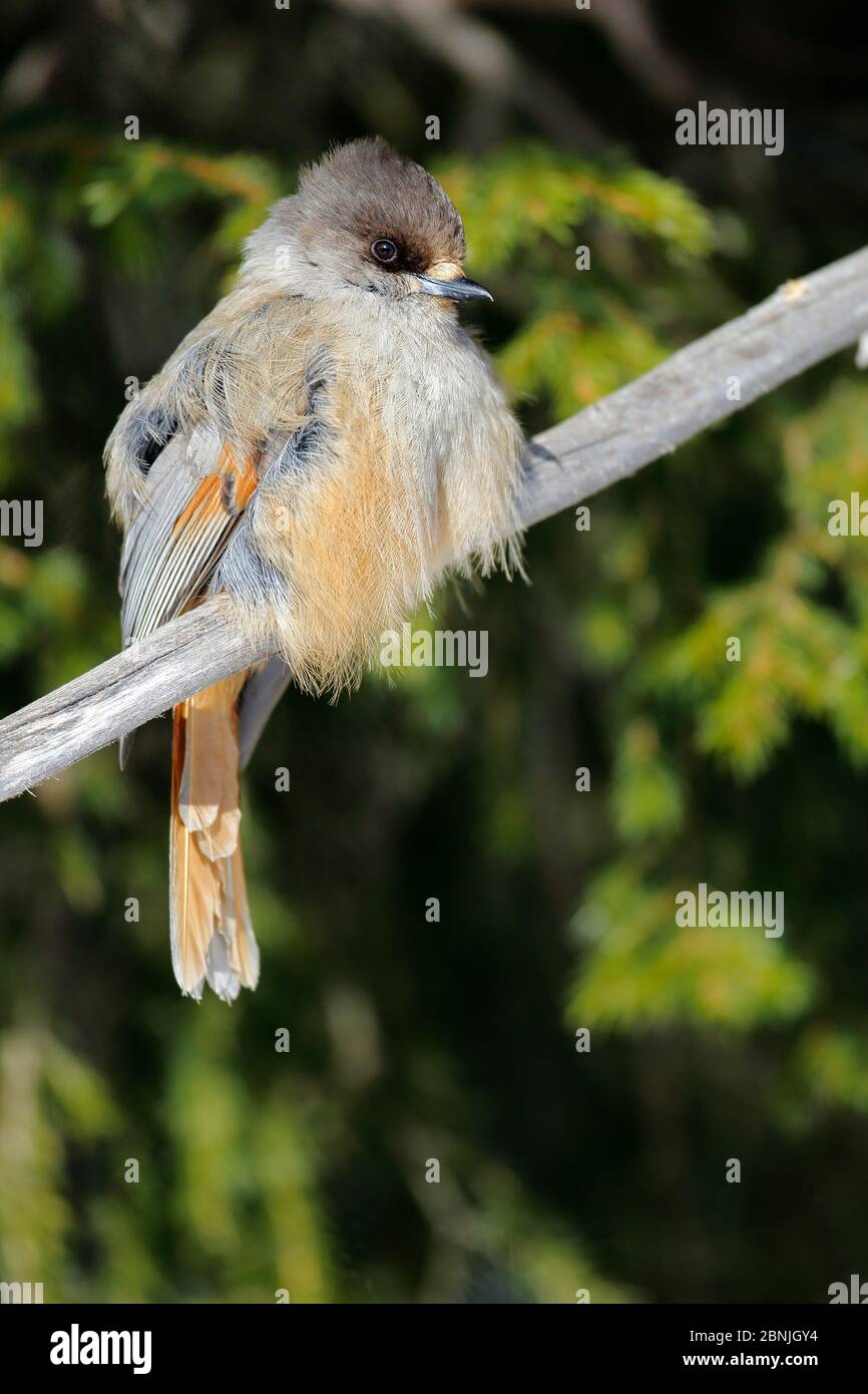 Siberian jay perisoreus infaustus kuusamo hi-res stock photography and ...