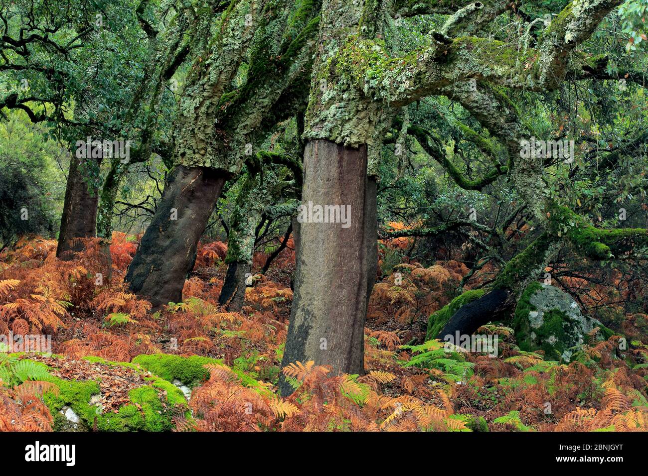 Cork oak trees (Quercus suber) with bark removed, Alcornocales NP ...