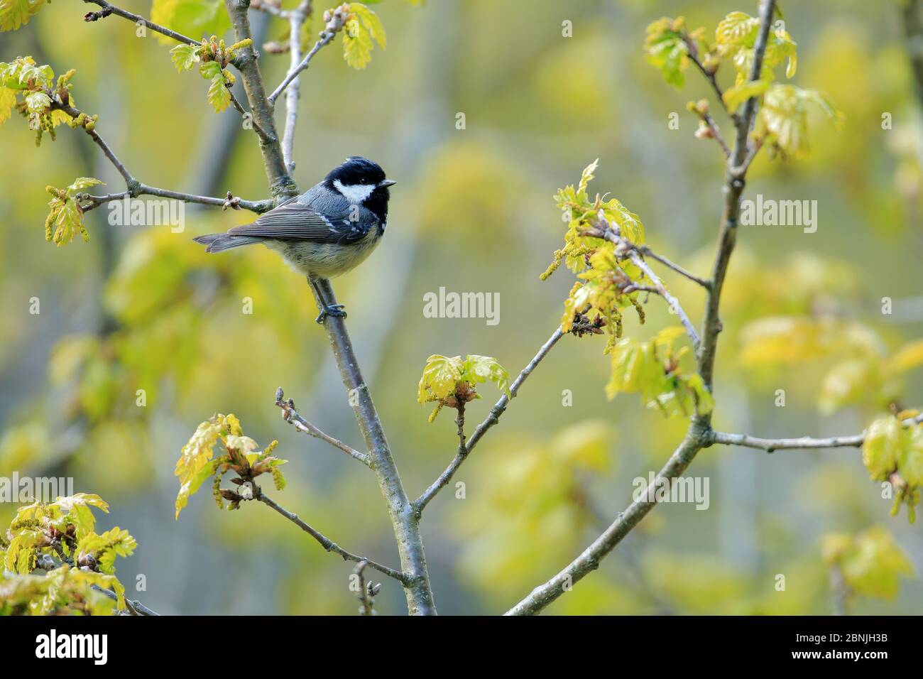Coal tit (Periparus ater) perched on branch in spring with flower buds ...