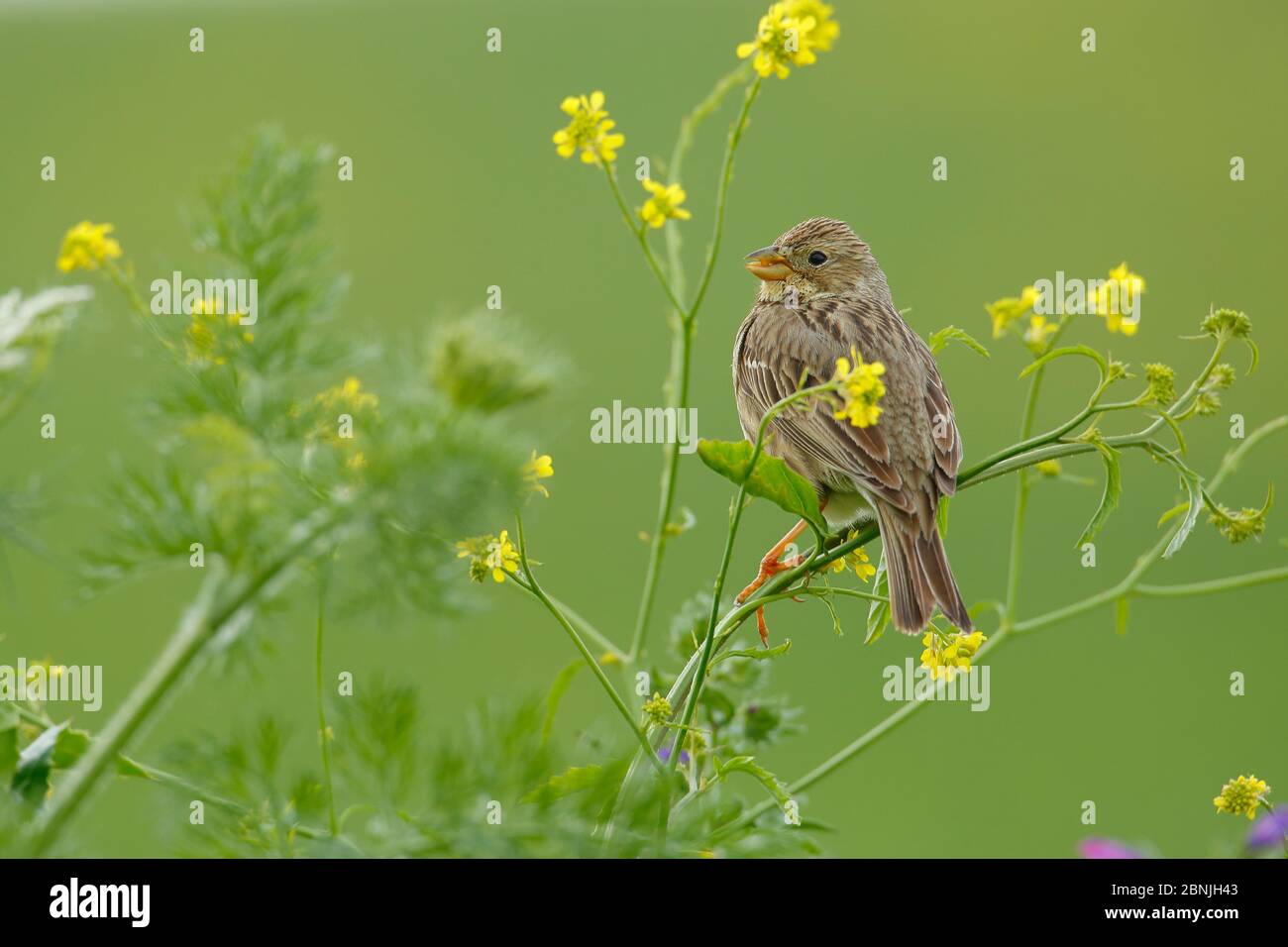 Corn bunting (Miliaria calandra) perched in brassica flowers, Sierra de ...