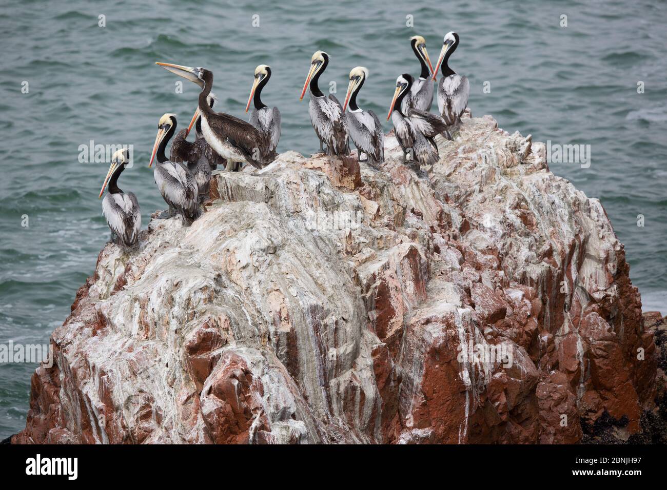 Peruvian pelican (Pelecanus thagus) small flock sitting on rocky island ...