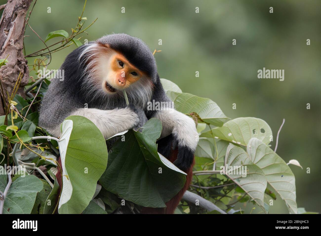 Red-shanked Douc langur (Pygathrix nemaeus) adult male feeding on ...